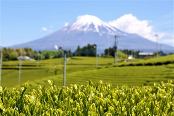 Top 12 Things to Do in Japan in May - Japan Web Magazine