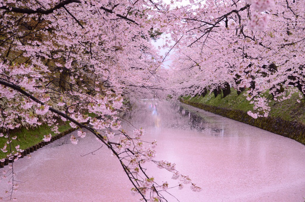 Hirosaki Cherry Blossom 2020 Pink Petals Carpet Japan Web Magazine