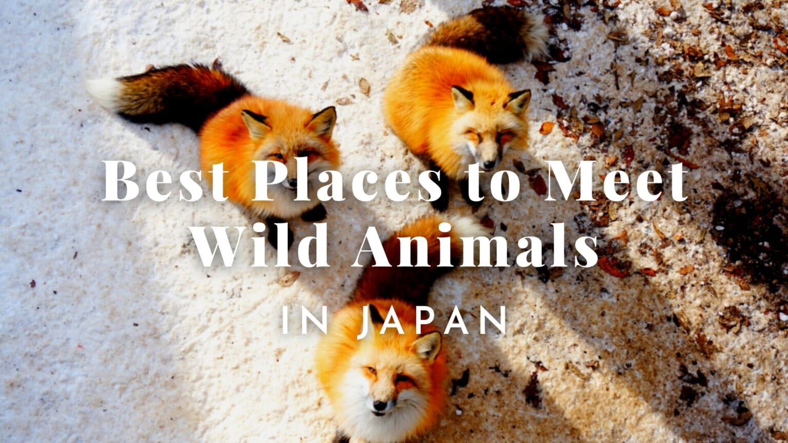 7 Best Places to Meet Wild Animals in Japan - Japan Web Magazine