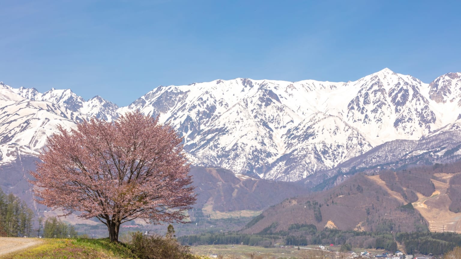 Best Cherry Blossom Spots in the Japanese Alps, Nagano - Japan Web Magazine