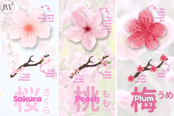 Cherry, Plum and Peach Blossoms: What is the Difference - Japan Web ...