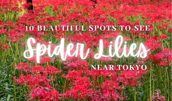 10 Beautiful Spots to See Spider Lilies (Higanbana) near Tokyo - Japan ...