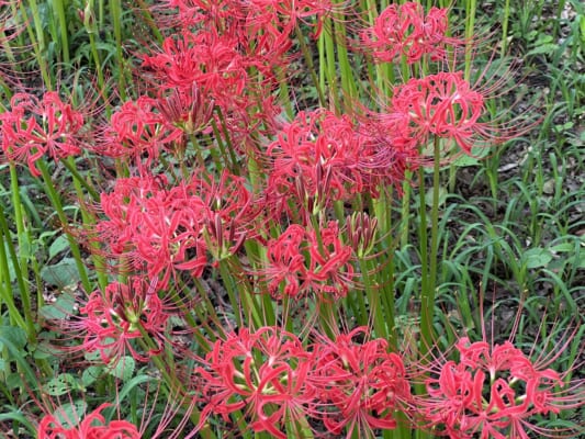 10 Beautiful Spots to See Spider Lilies (Higanbana) near Tokyo - Japan ...