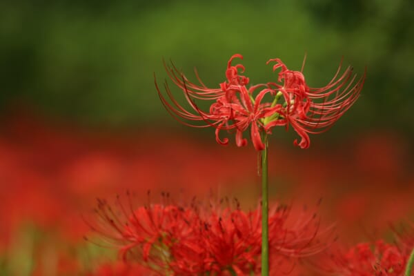 10 Beautiful Spots to See Spider Lilies (Higanbana) near Tokyo - Japan ...