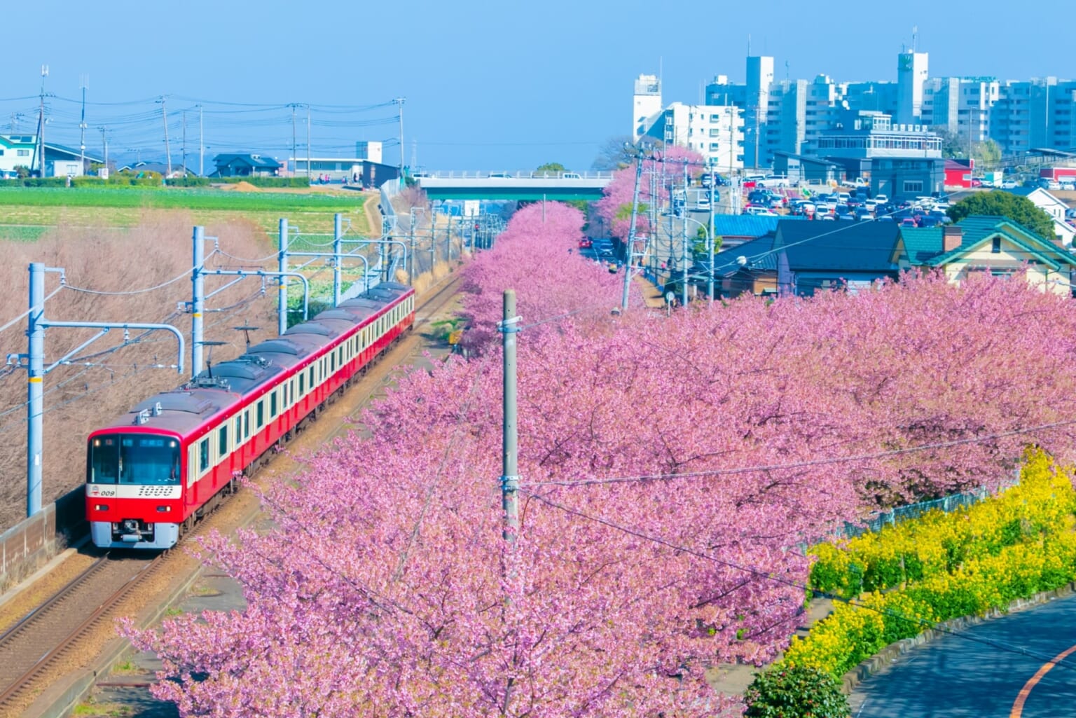 Best Early Blooming Cherry Blossom Spots in Japan 2026 - Japan Web Magazine