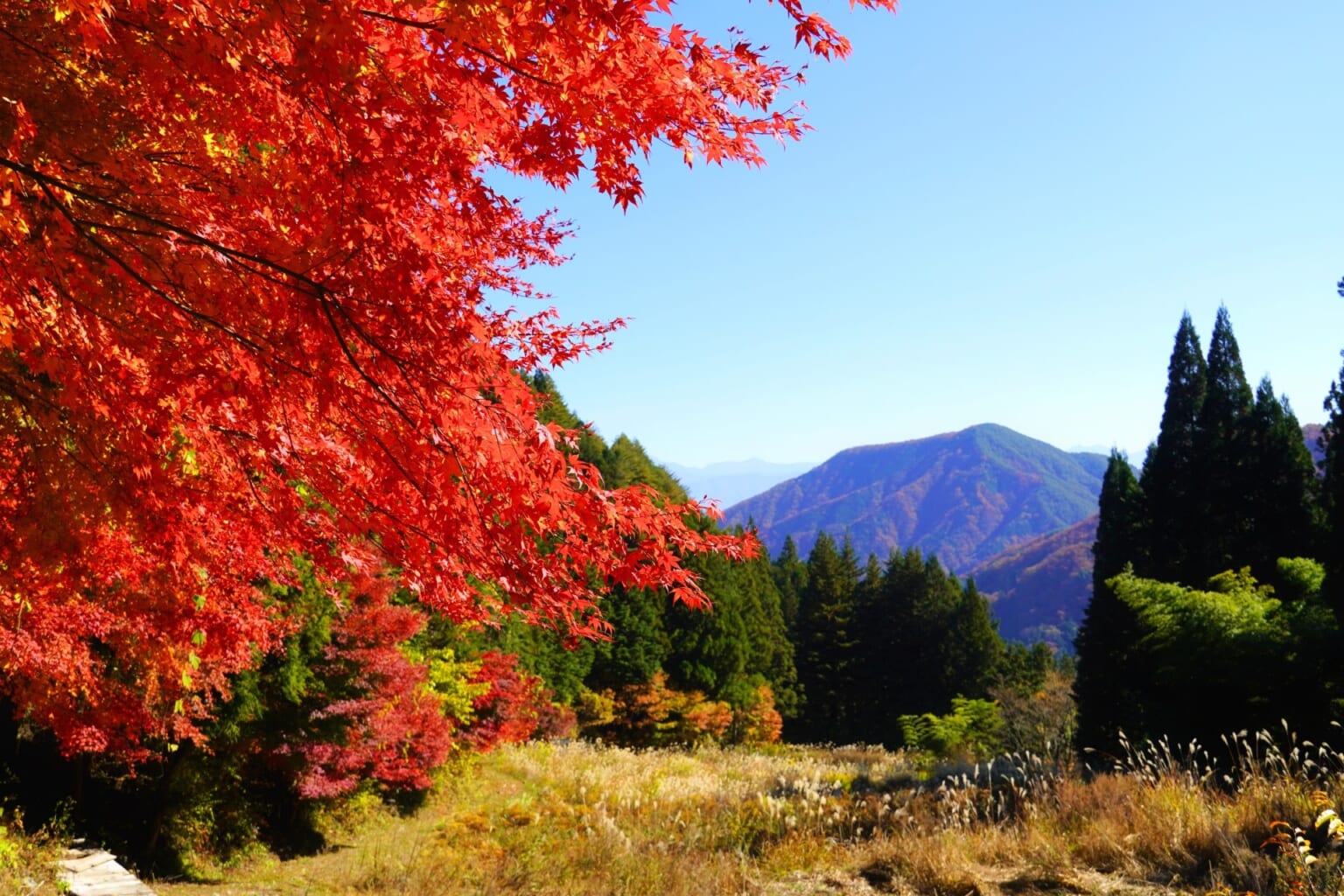 Japan Spring vs Autumn - Japan Web Magazine