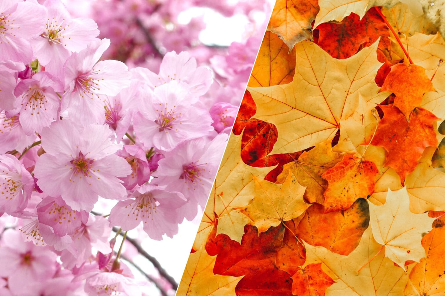 Japan Spring vs Autumn - Japan Web Magazine