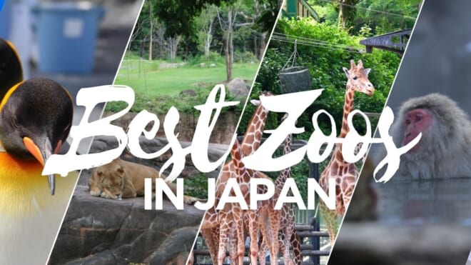 Best Zoos in Japan - Japan Web Magazine
