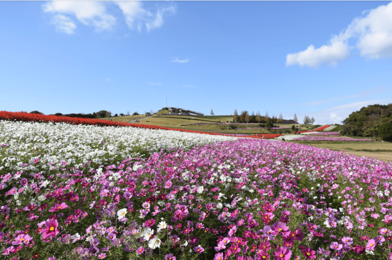 7 Best Cosmos Spots in Japan - Japan Web Magazine
