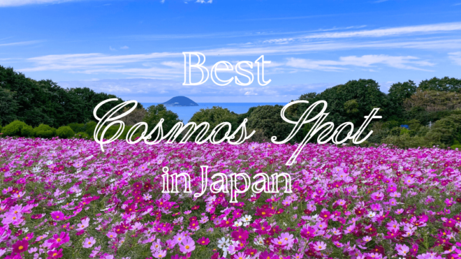 7 Best Cosmos Spots in Japan - Japan Web Magazine