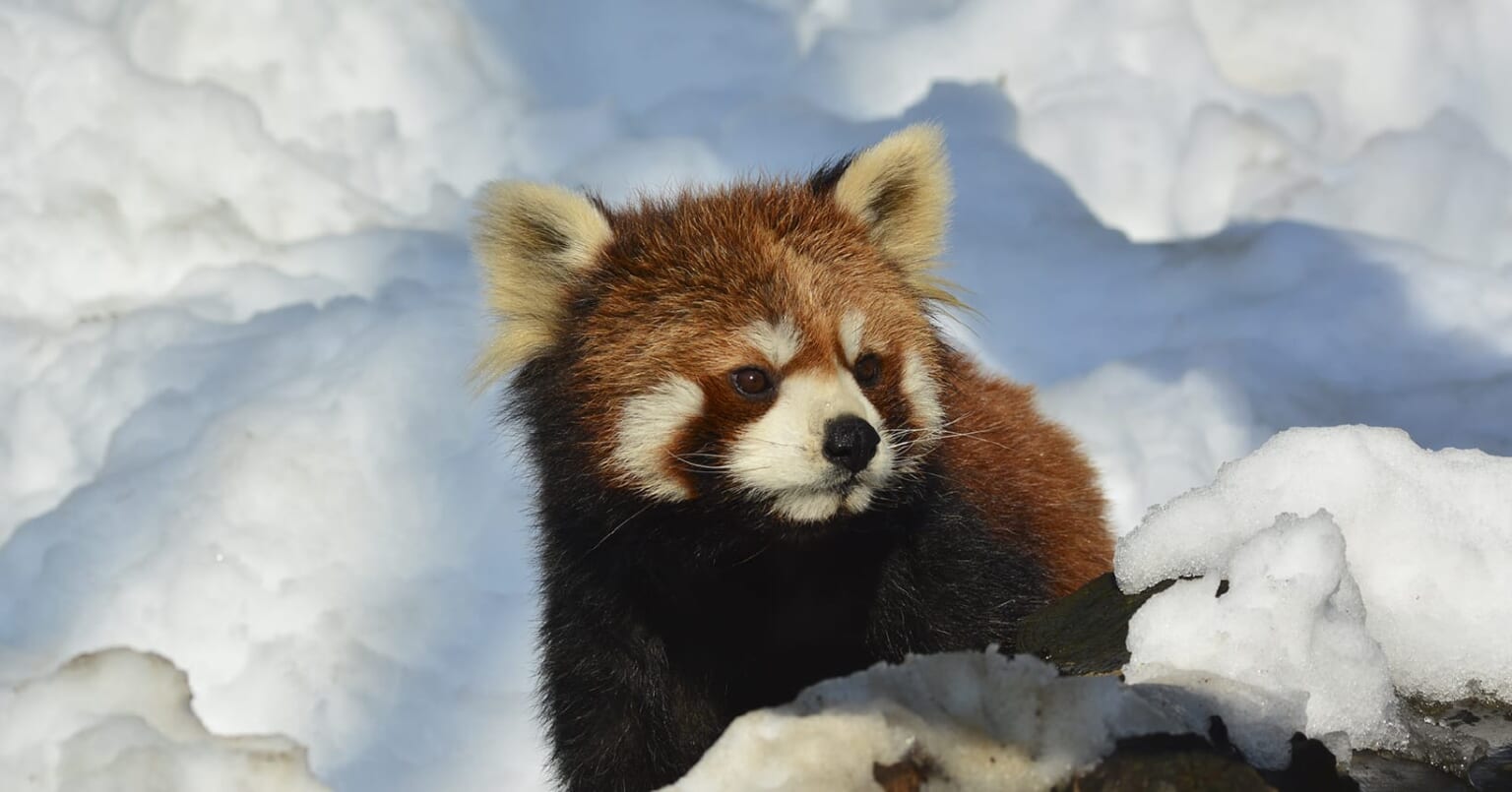 Best Zoos in Japan - Japan Web Magazine