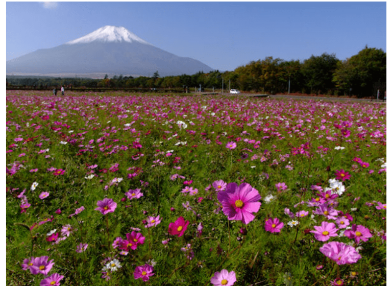 7 Best Cosmos Spots in Japan - Japan Web Magazine