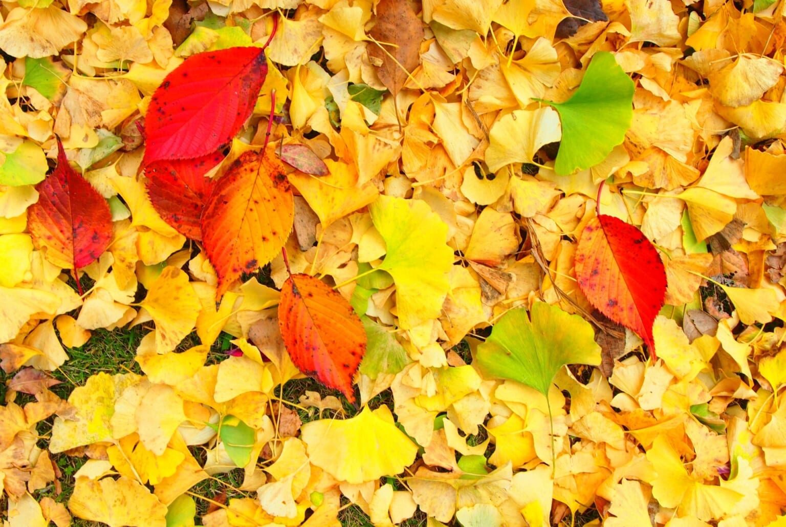 10 Best Things to Do in Osaka in November 2025 - Japan Web Magazine