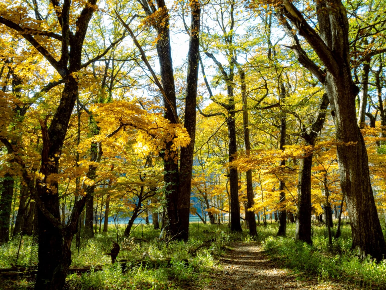 Nikko National Park: Guide to Hiking, Heritage and Hot Springs - Japan ...