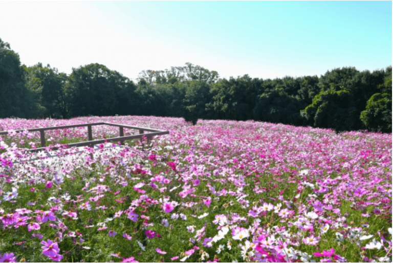 7 Best Cosmos Spots in Japan - Japan Web Magazine