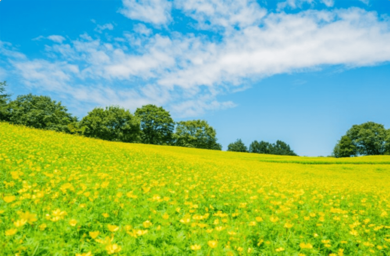 7 Best Cosmos Spots in Japan - Japan Web Magazine