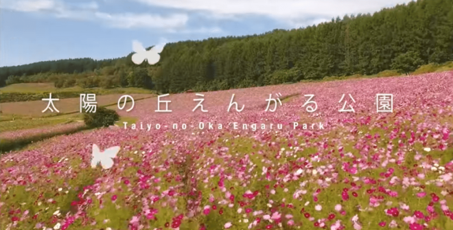 7 Best Cosmos Spots in Japan - Japan Web Magazine