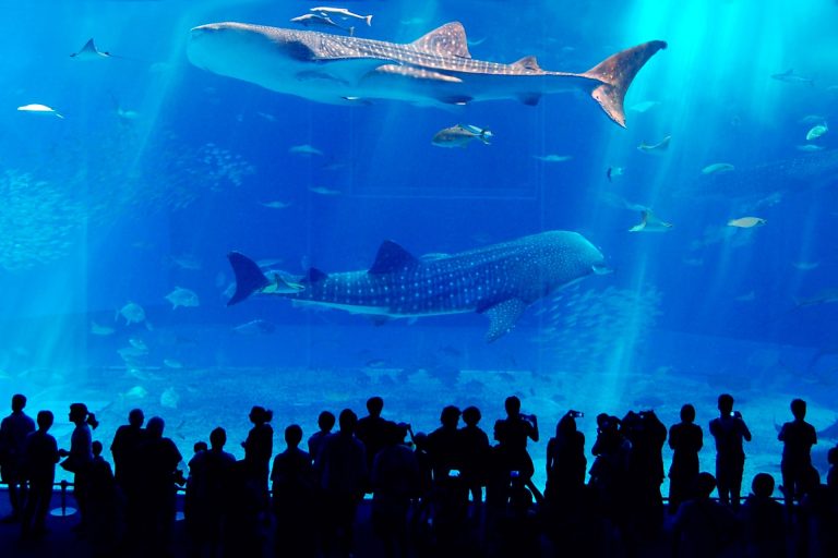 The Ultimate Okinawa Winter Guide 2025 - Japan Web Magazine