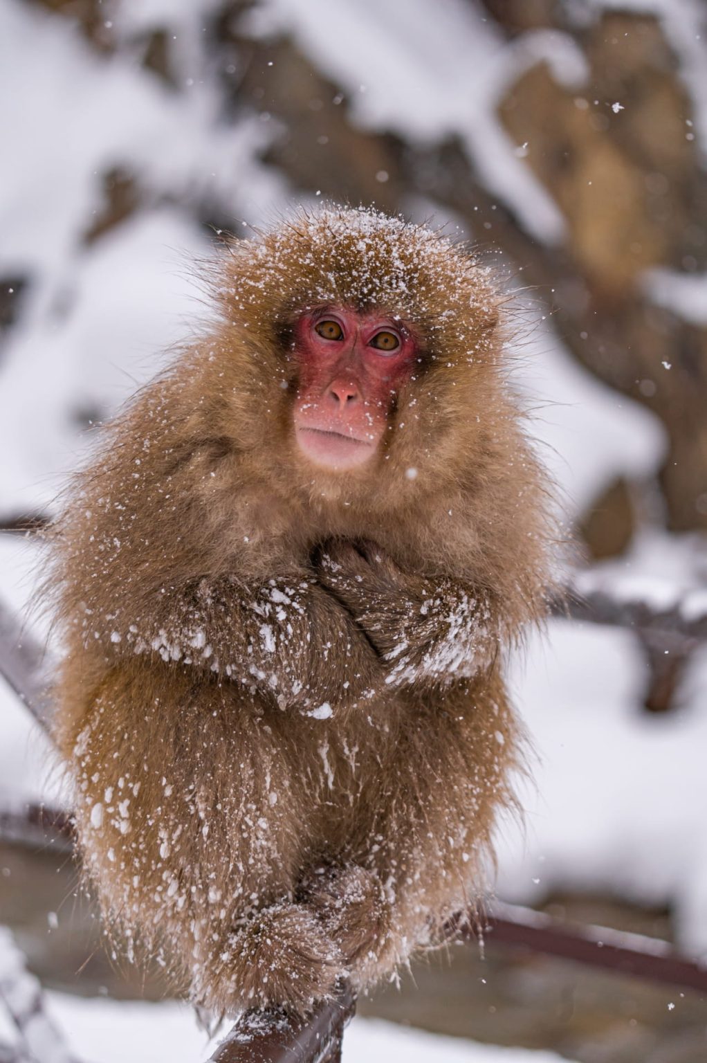 Jigokudani Snow Monkey Park: How to Visit, When to Go & What to Expect ...